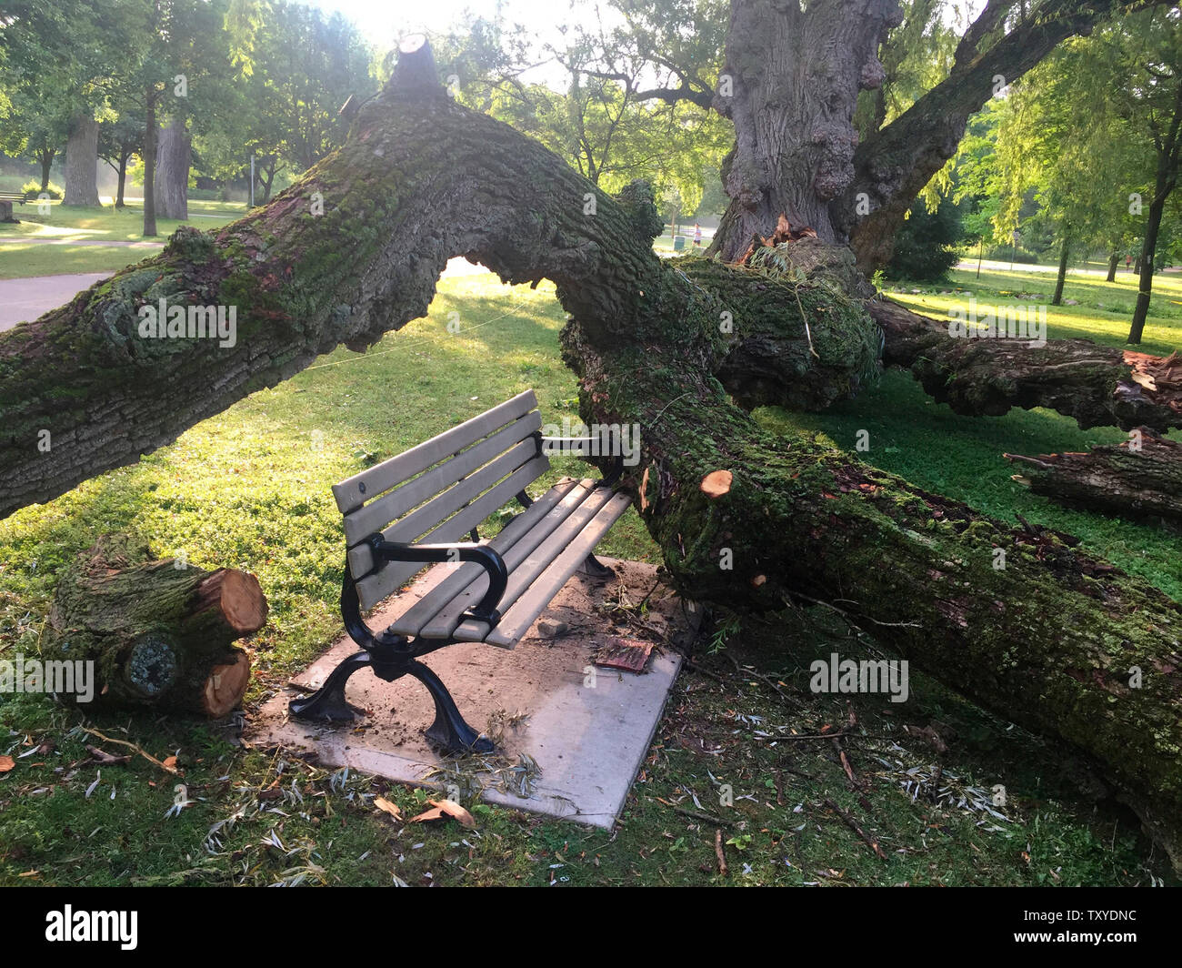 A heavy tree branch crashed down on a park bench, Canada. Because of ...