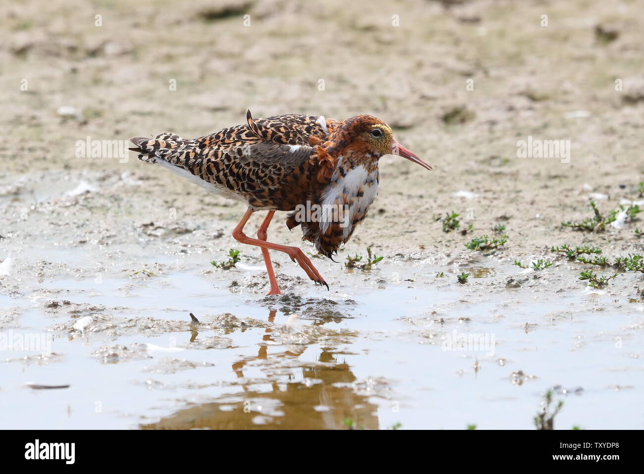 Ruff in breeding plumage Stock Photo - Alamy