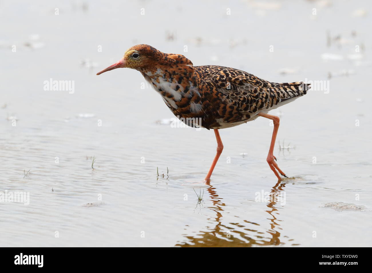 Ruff in breeding plumage Stock Photo - Alamy