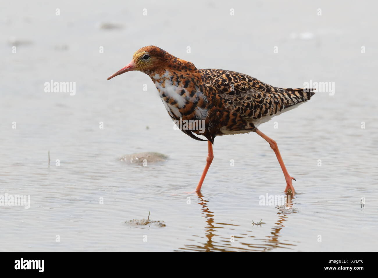 Ruff in breeding plumage Stock Photo - Alamy