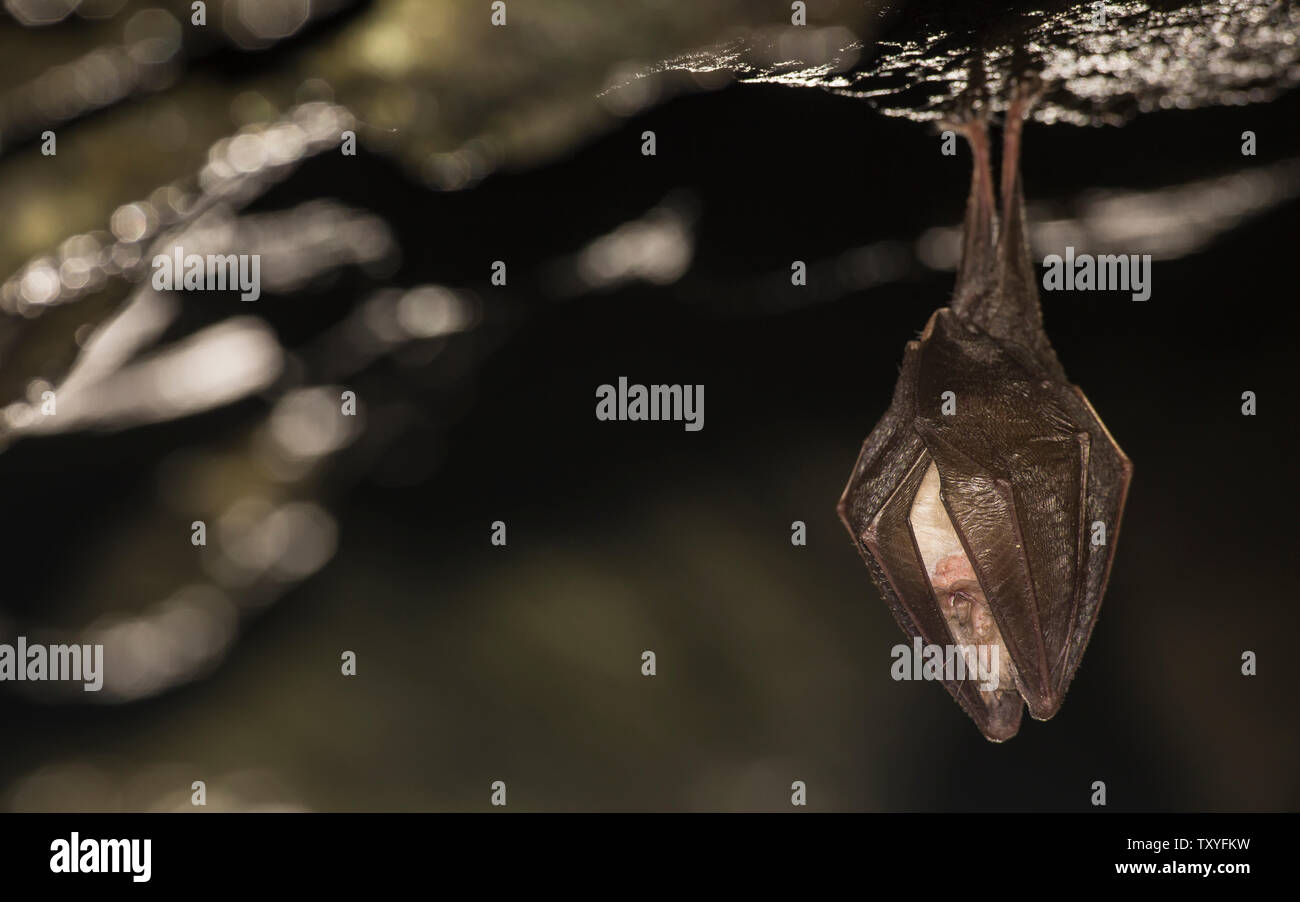 Close up small sleeping horseshoe bat covered by wings, hanging upside ...