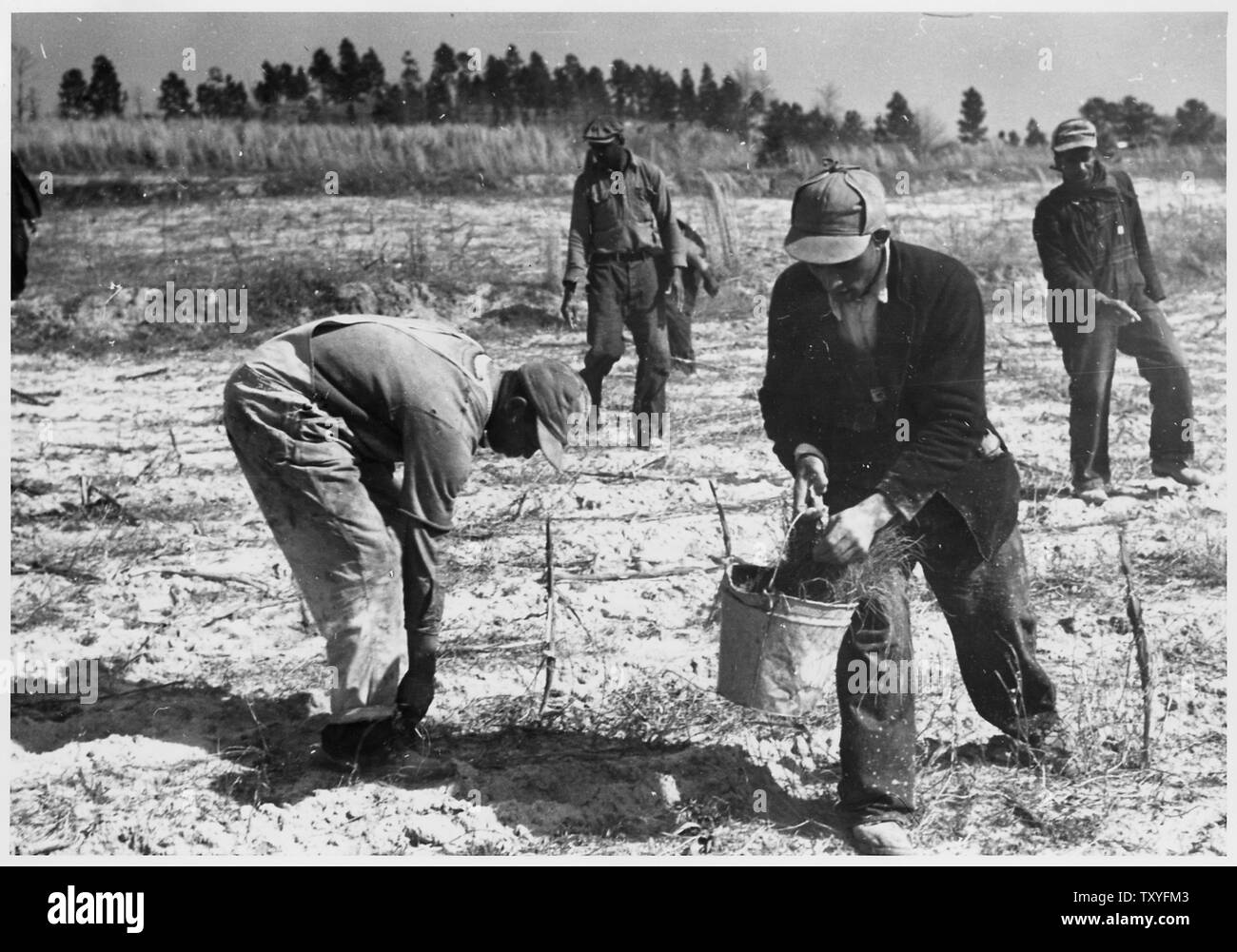 Civilian Conservation Corps Stock Photo - Alamy