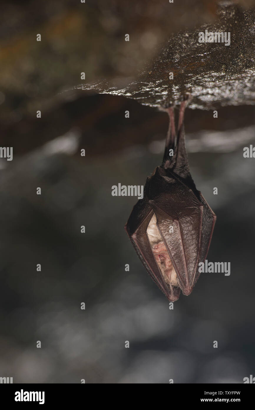 Close up small sleeping horseshoe bat covered by wings, hanging upside ...