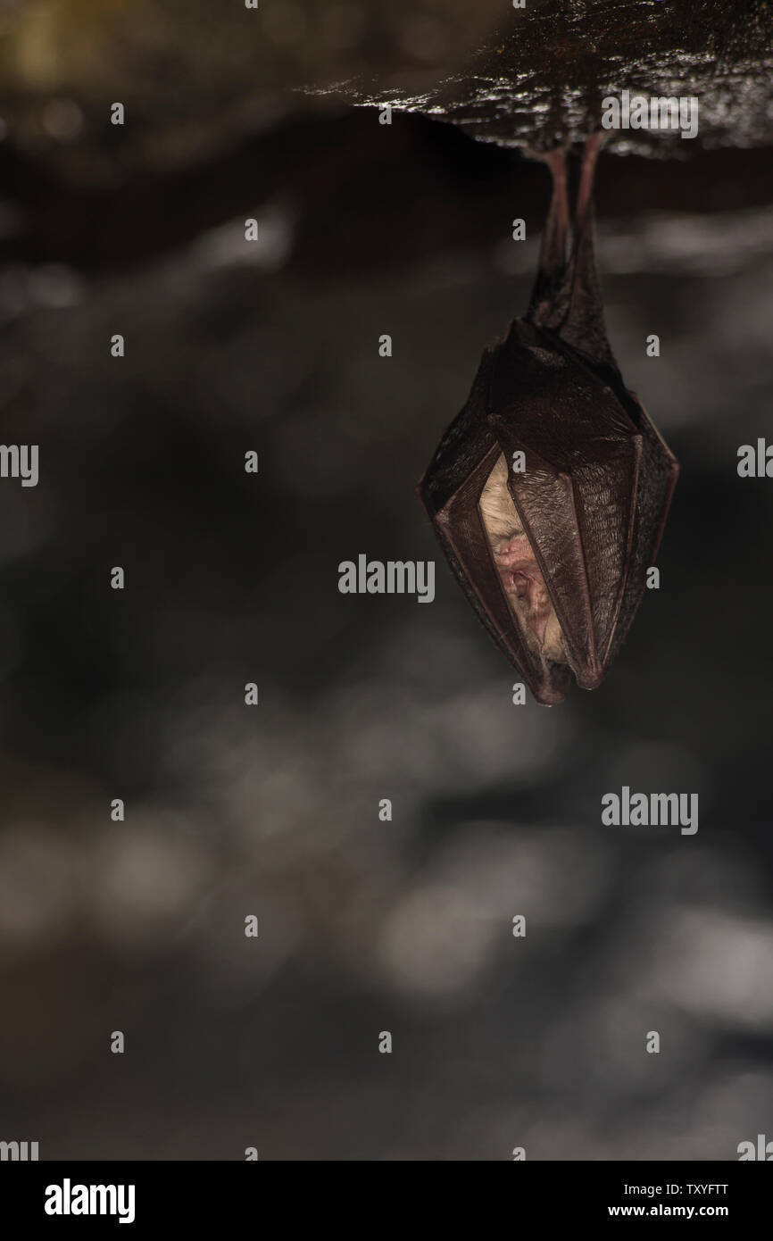 Close up small sleeping horseshoe bat covered by wings, hanging upside ...