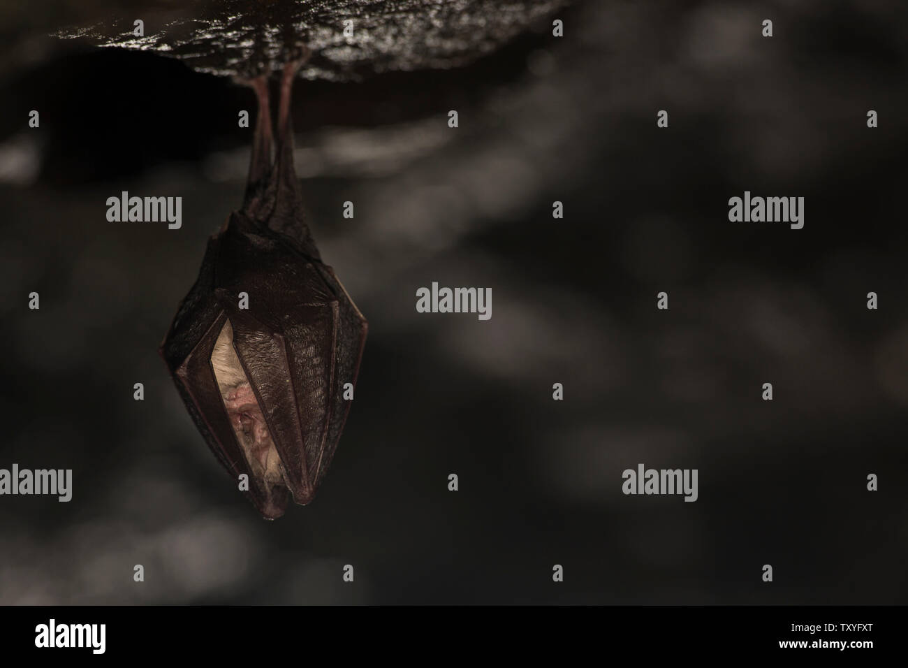 Close up small sleeping horseshoe bat covered by wings, hanging upside ...