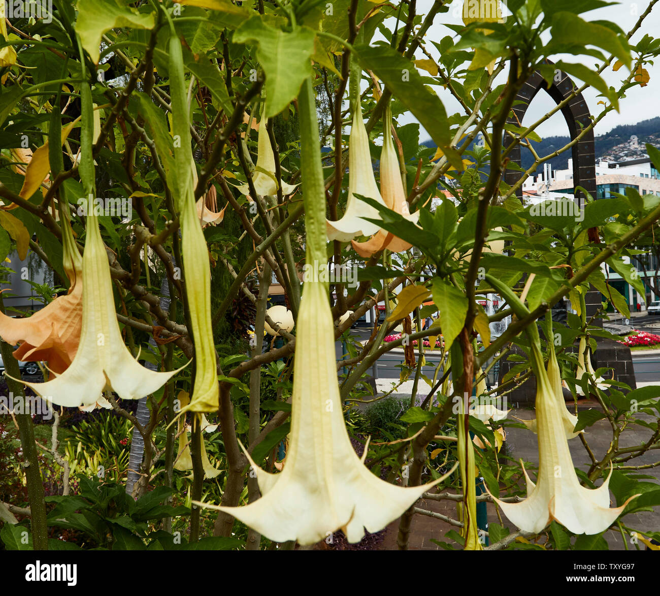 Angels trumpet of death hi-res stock photography and images - Alamy