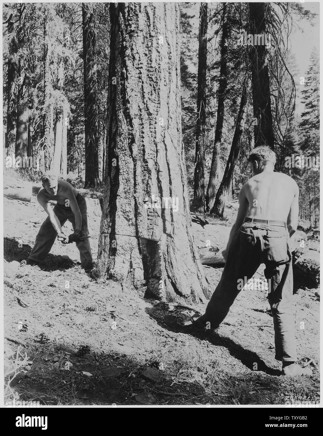 Civilian Conservation Corps enrollees sawing beetle infested tree at ...
