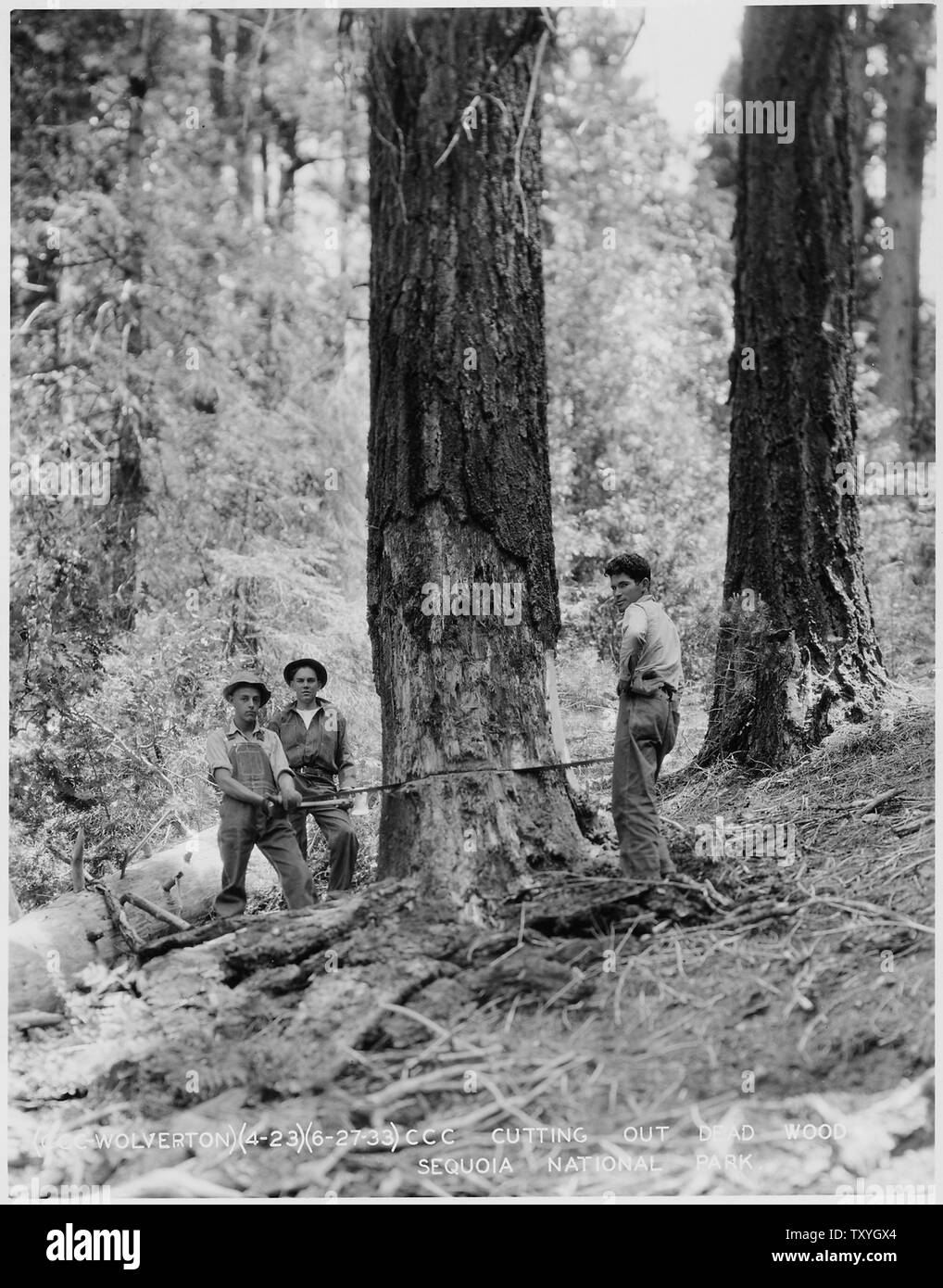 Civilian Conservation Corps in California, Camp Wolverton, Sequoia ...