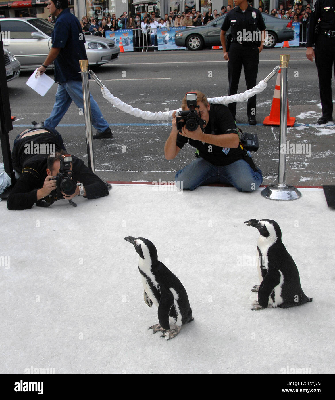 Carpet of penguins hi-res stock photography and images - Alamy