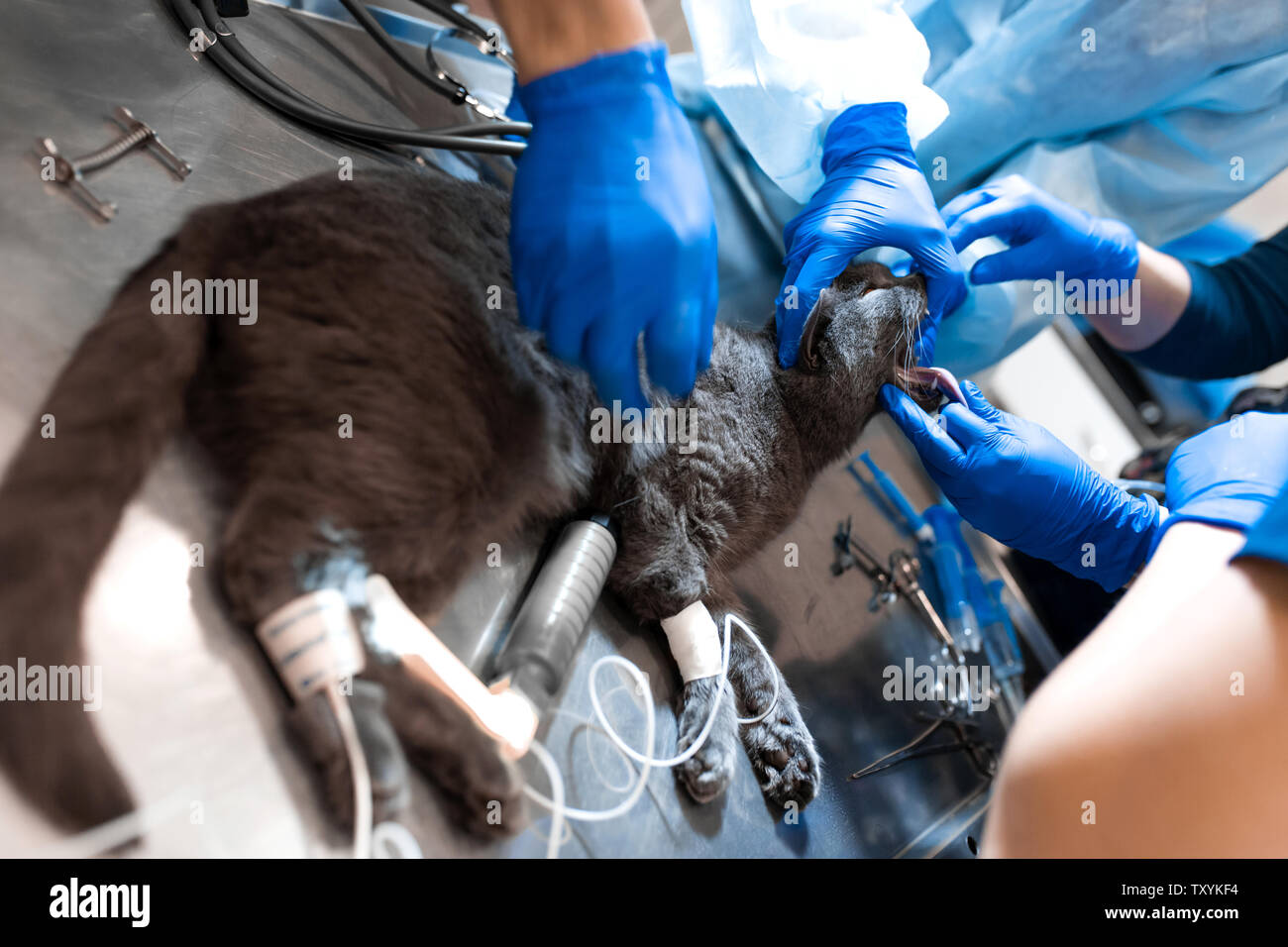 cat under general anesthesia on the operating table. Pet surgery Stock ...