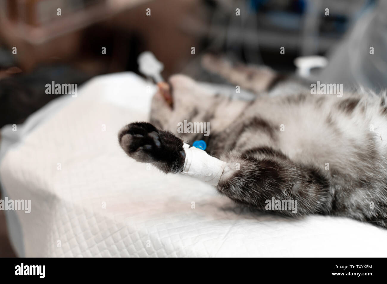 cat under general anesthesia on the operating table. Pet surgery Stock ...