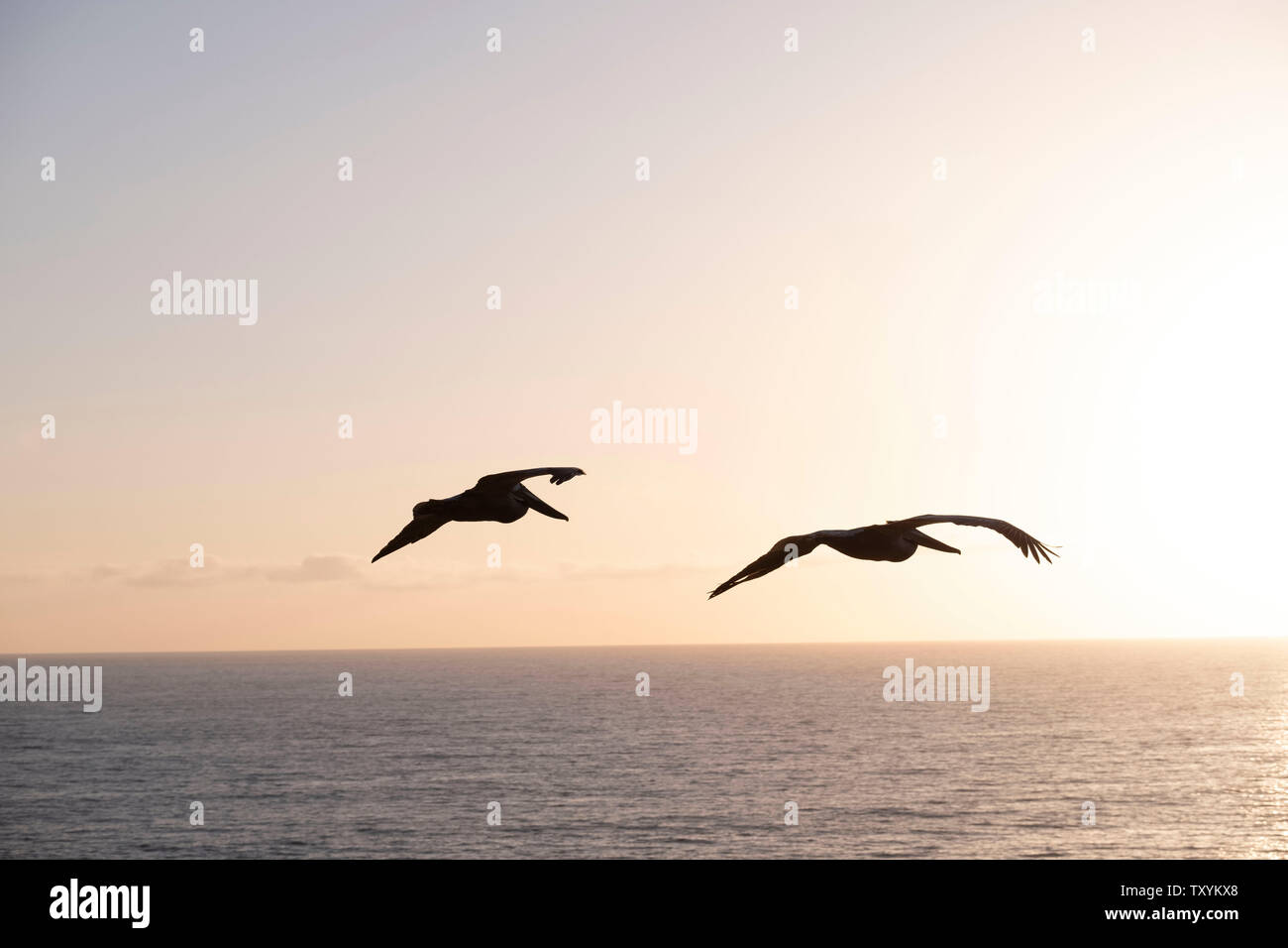 Birds in Flight over the Pacific Ocean Stock Photo - Alamy