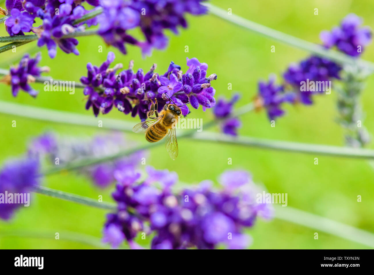 Bee on Lavender Stock Photo - Alamy