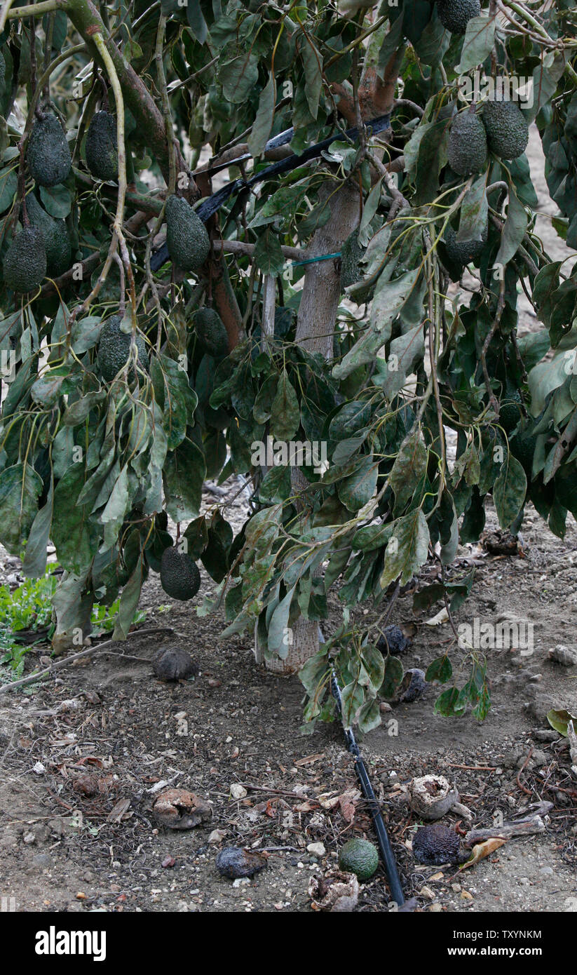 Rotted avocados rest beneath a newly-planted tree in Moorpark ...
