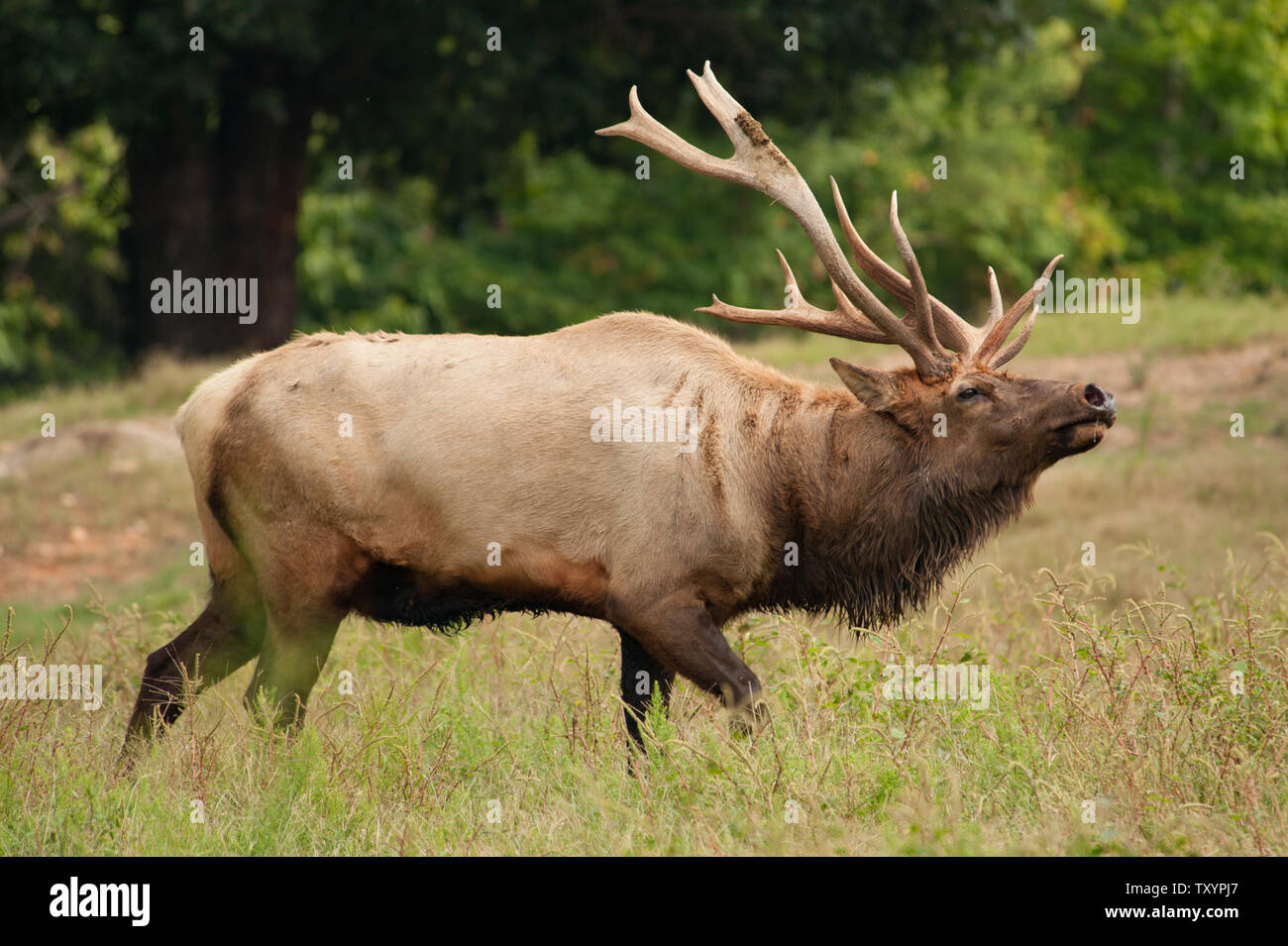 Adult male elk following his harem as he bugles and calls for a mate ...