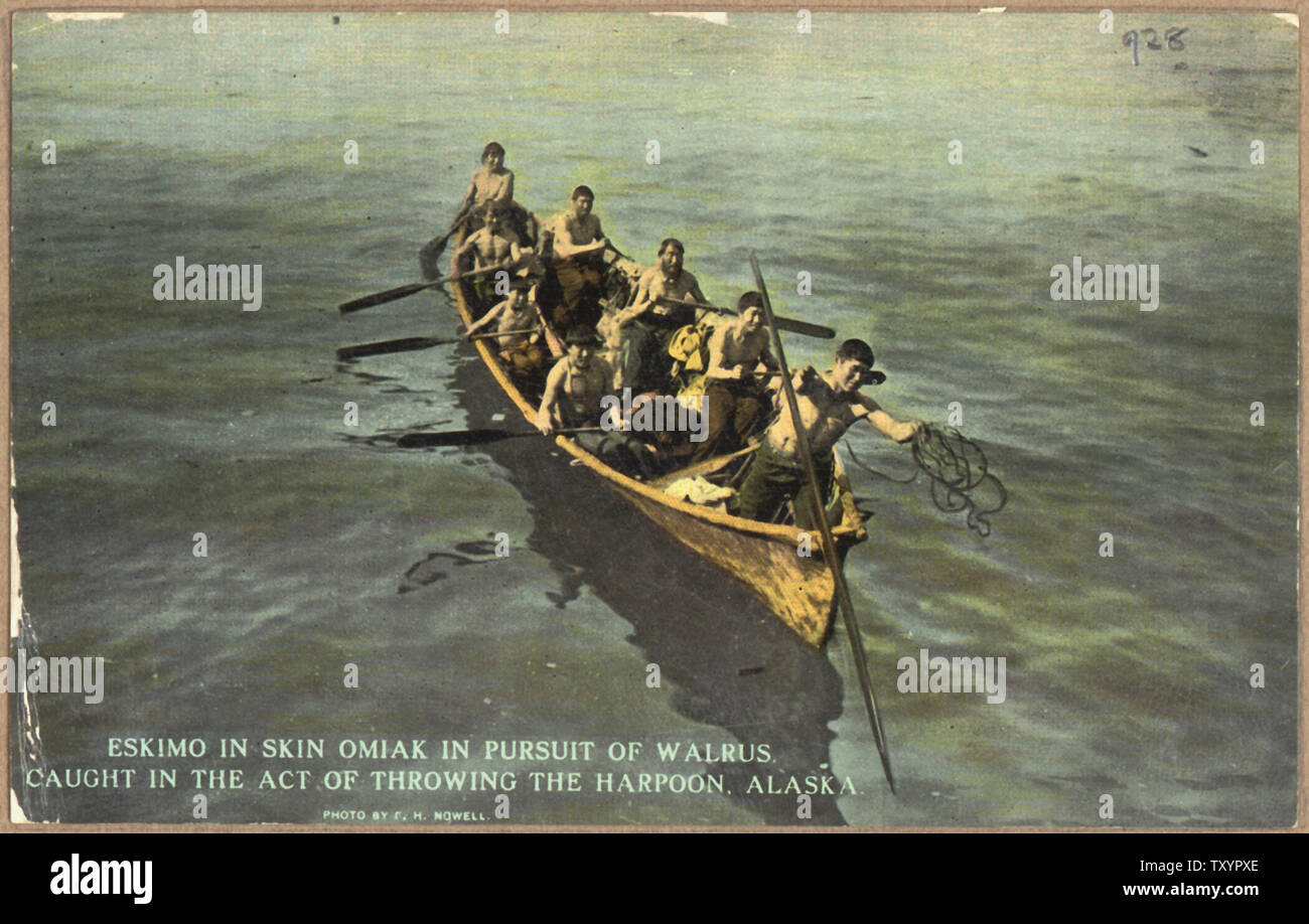 Color post card. Eskimo in skin Omiak in pursuit of walrus. Caught in ...