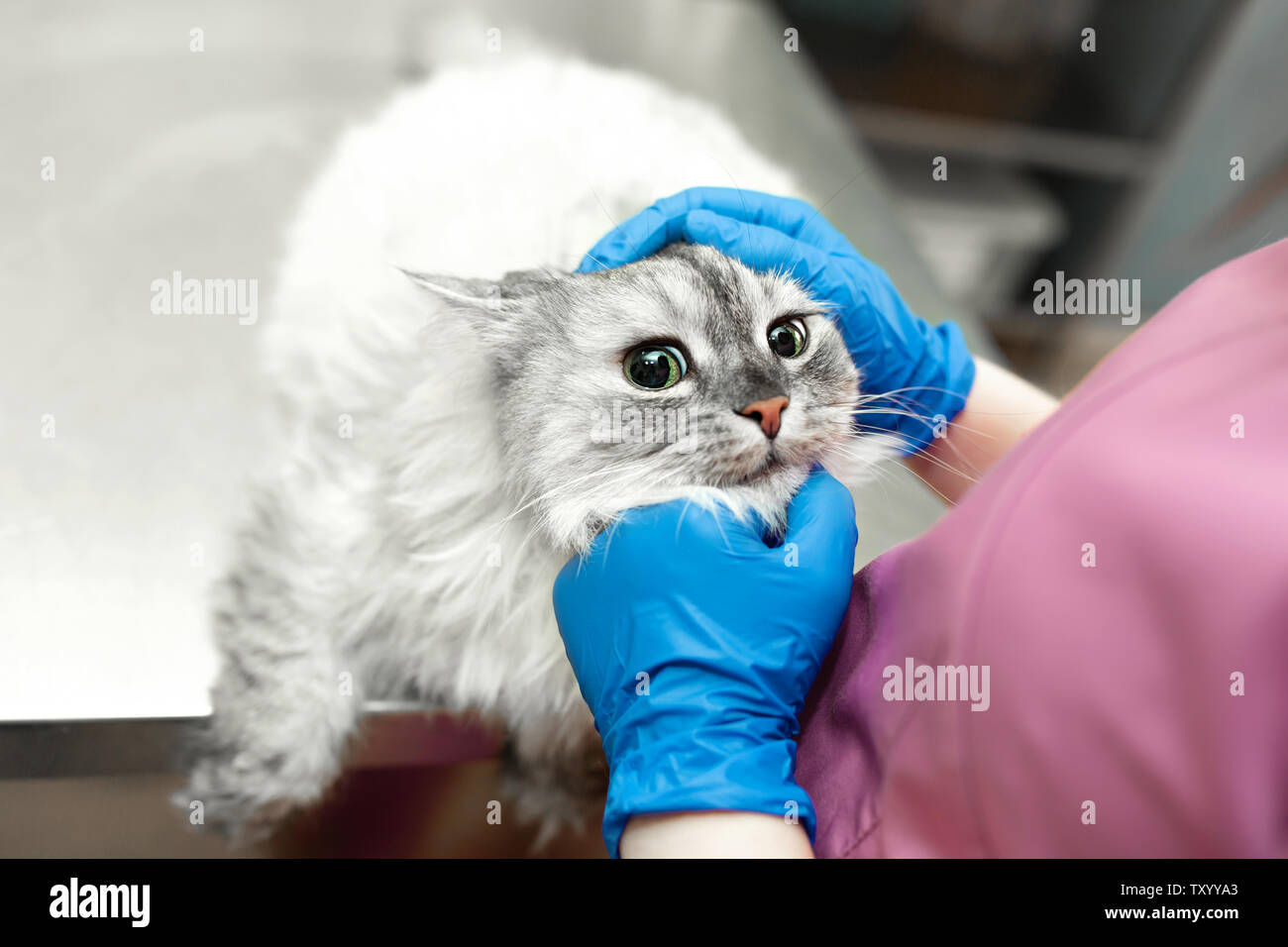 Frightened cat at the reception of a cute girl doctor at the ...