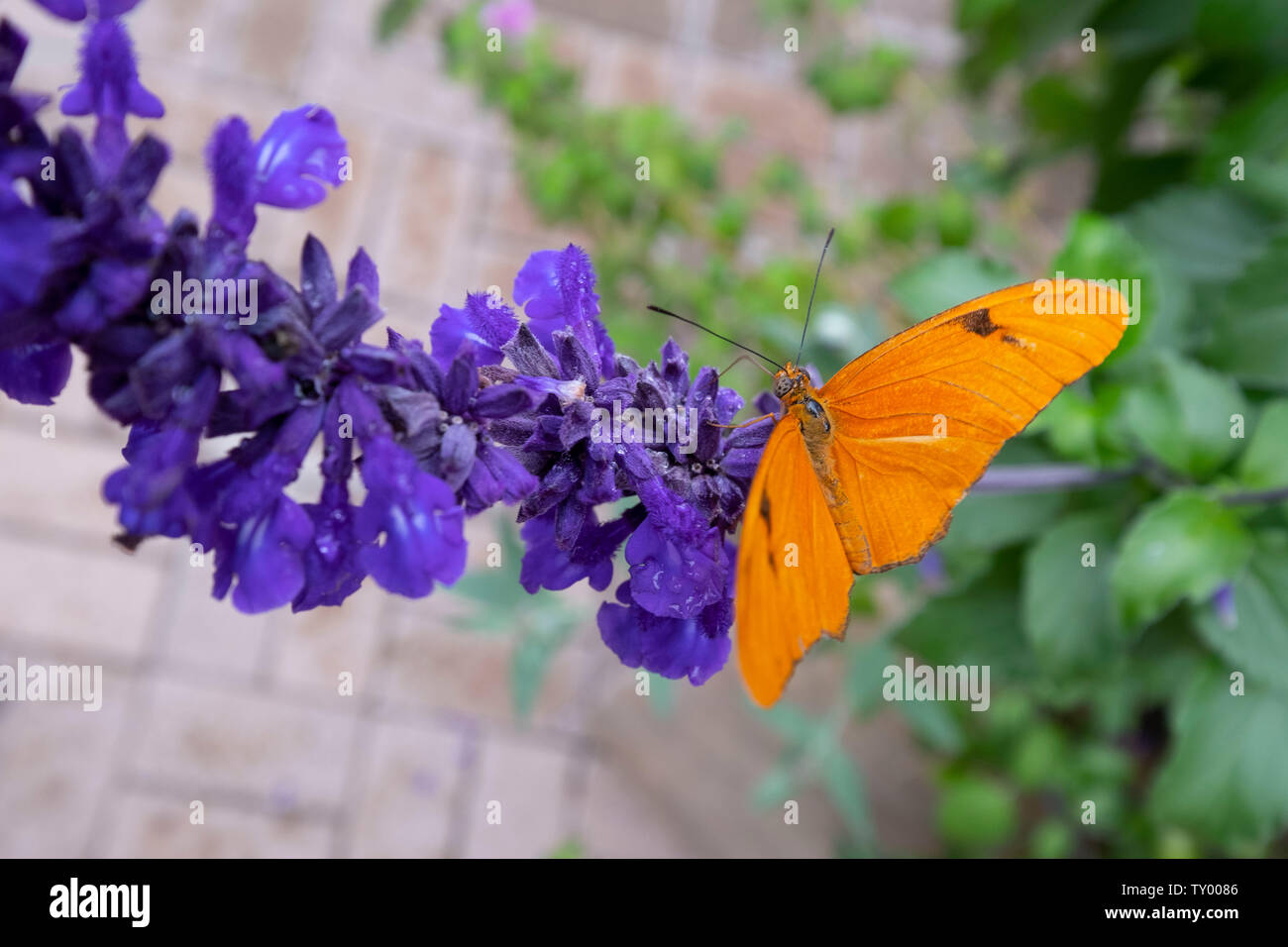 Butterfly Close Up in garden Stock Photo - Alamy