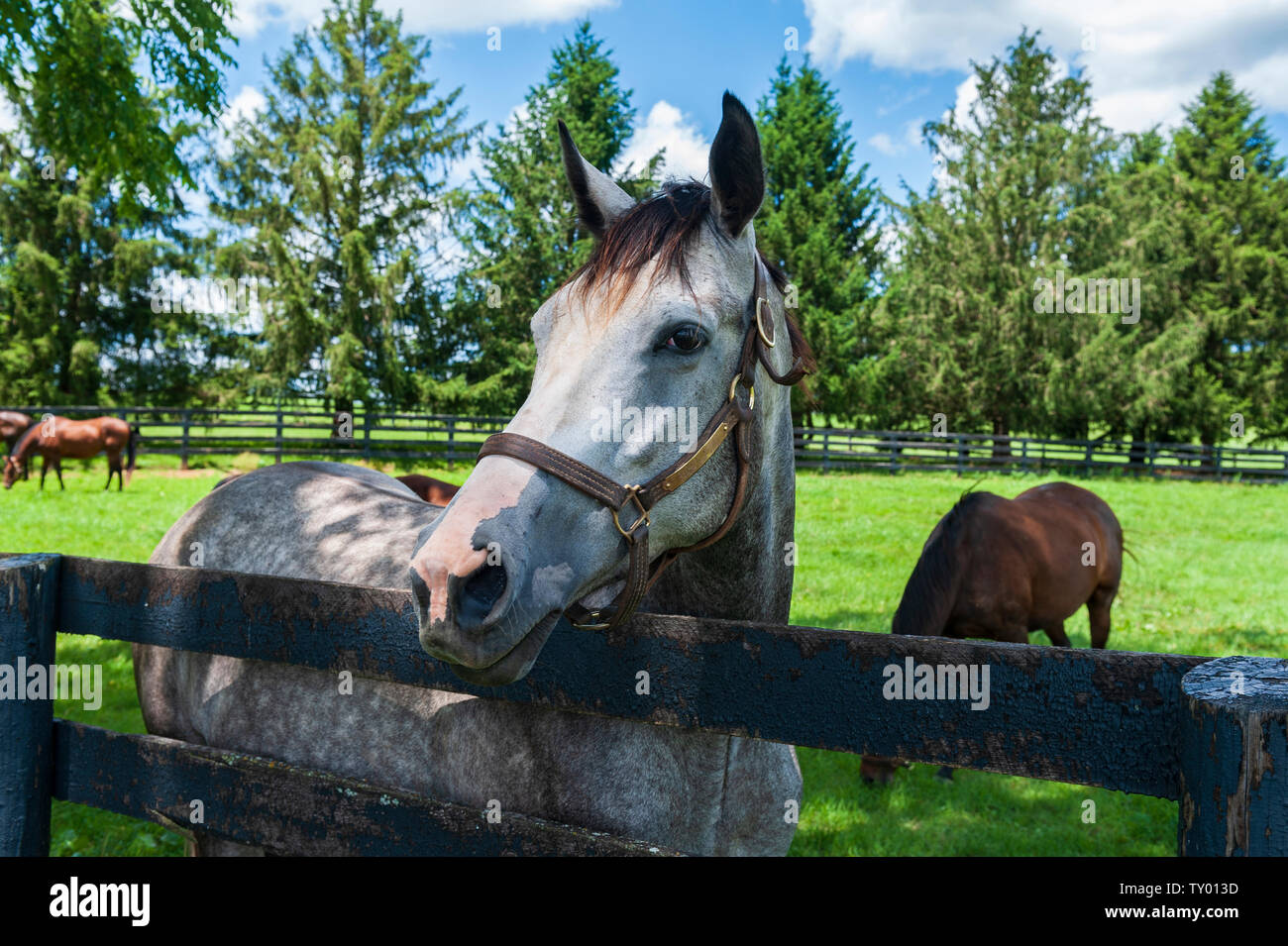 Horses looking over a fence hi-res stock photography and images - Alamy