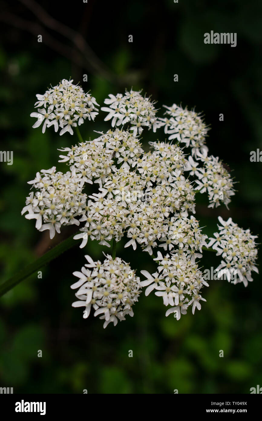 Close up flowers plants hi-res stock photography and images - Alamy