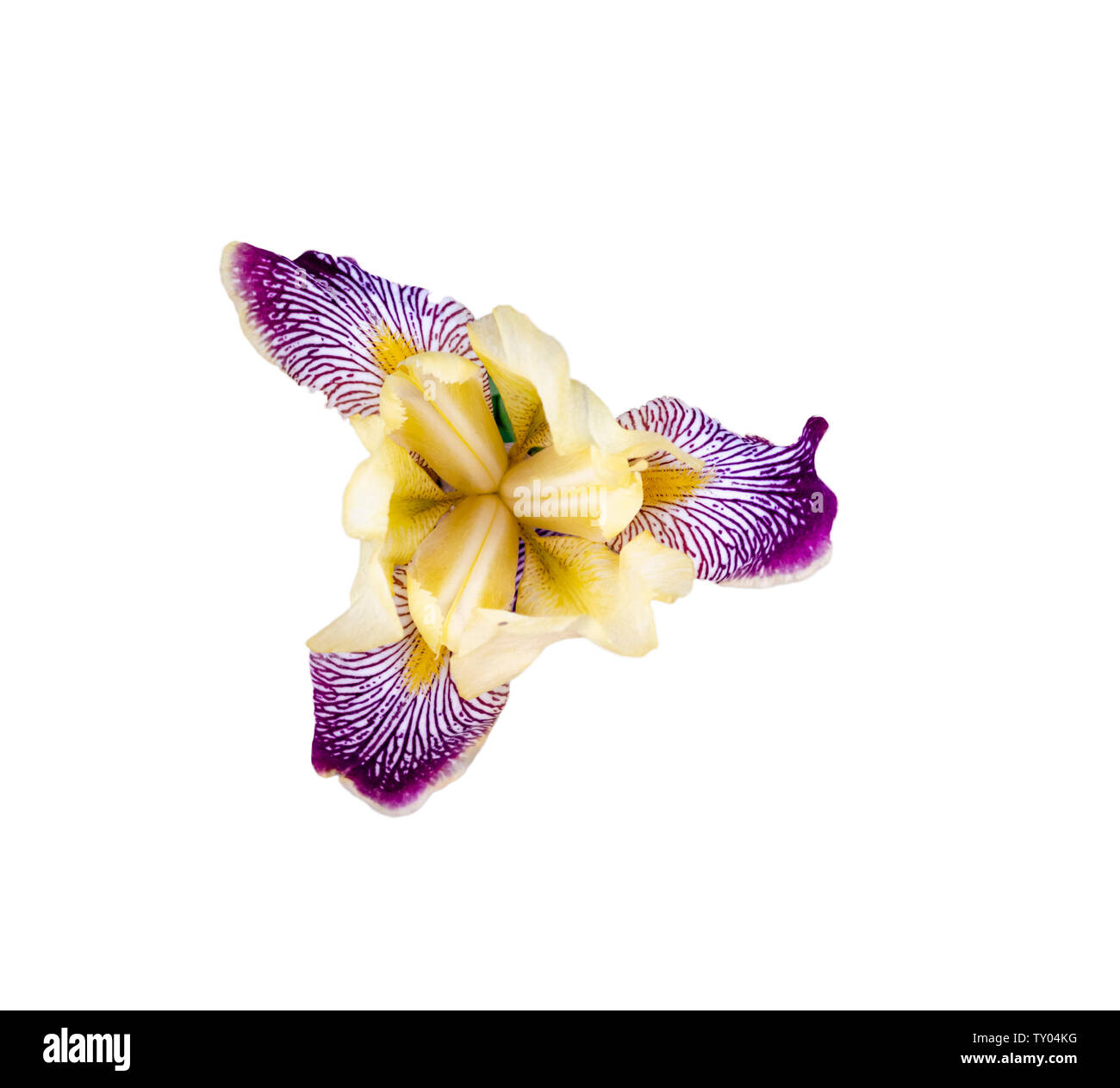 close up photo of bright colorful iris flower in the garden isolated ...