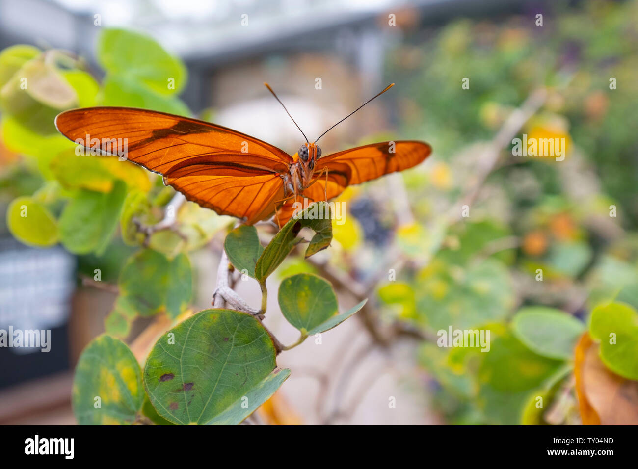 Butterfly Close Up in garden Stock Photo - Alamy