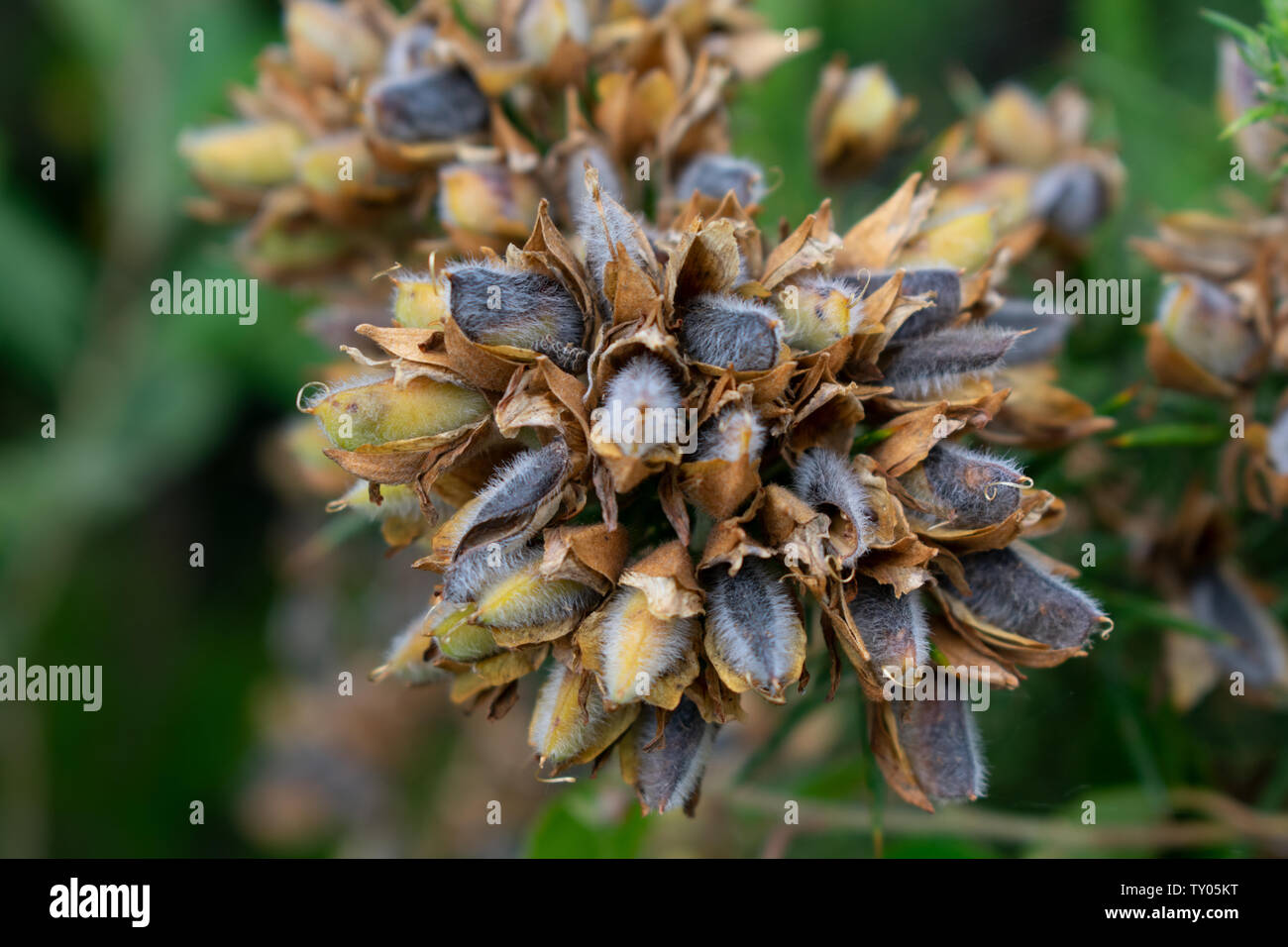 Furry seed pods hi-res stock photography and images - Alamy