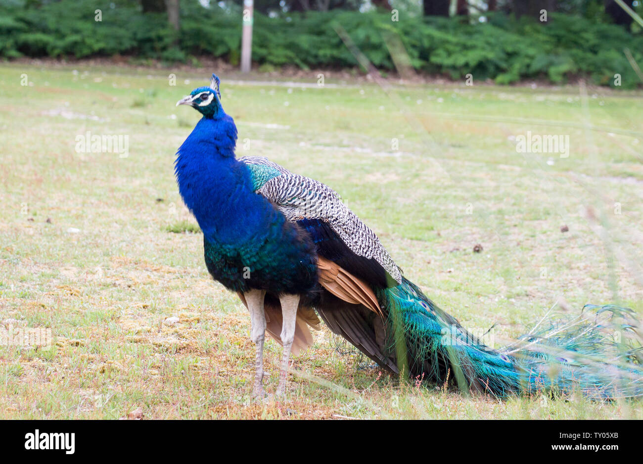 Free roaming peacock in Brownsea island Stock Photo - Alamy