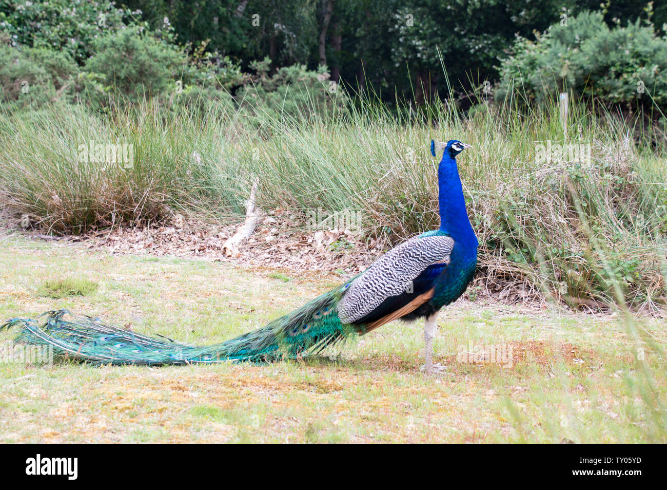 Free roaming peacock in Brownsea island Stock Photo - Alamy