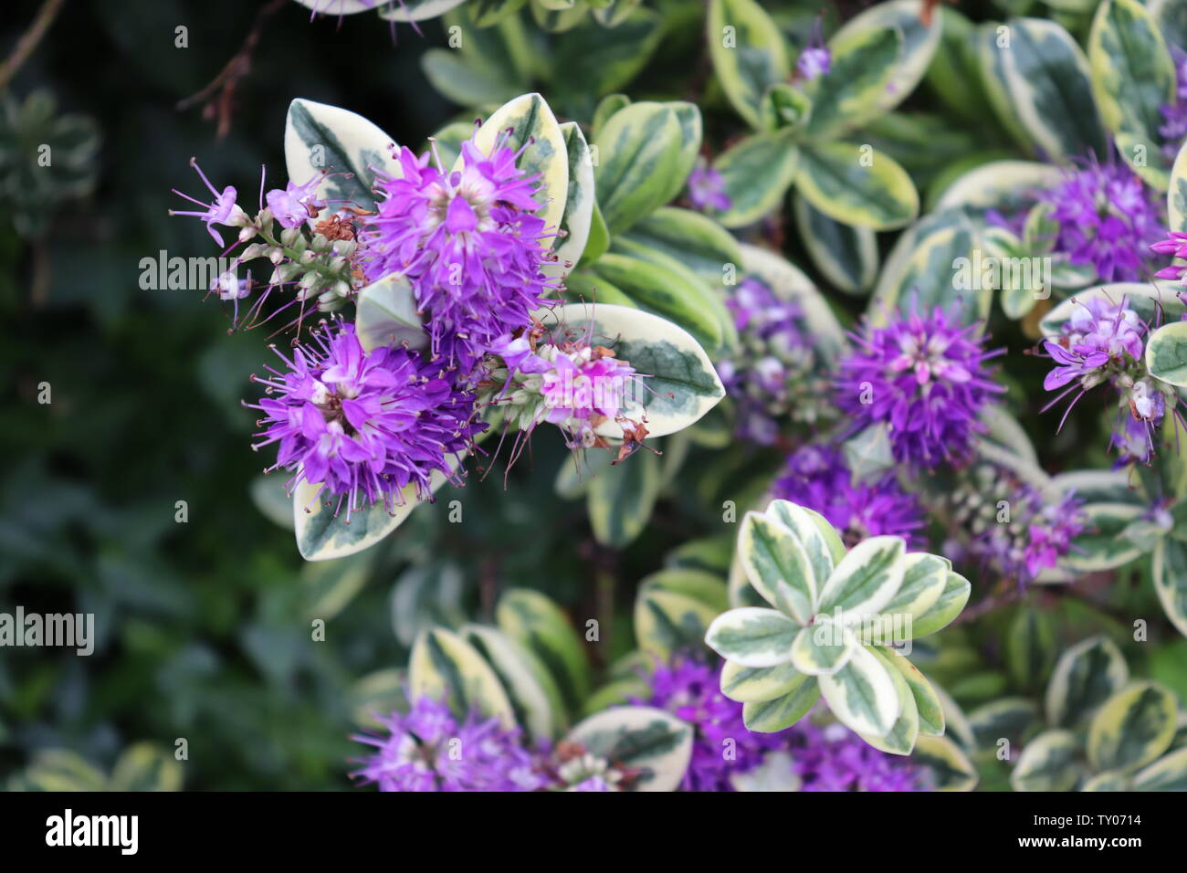 Vernonia hi-res stock photography and images - Alamy