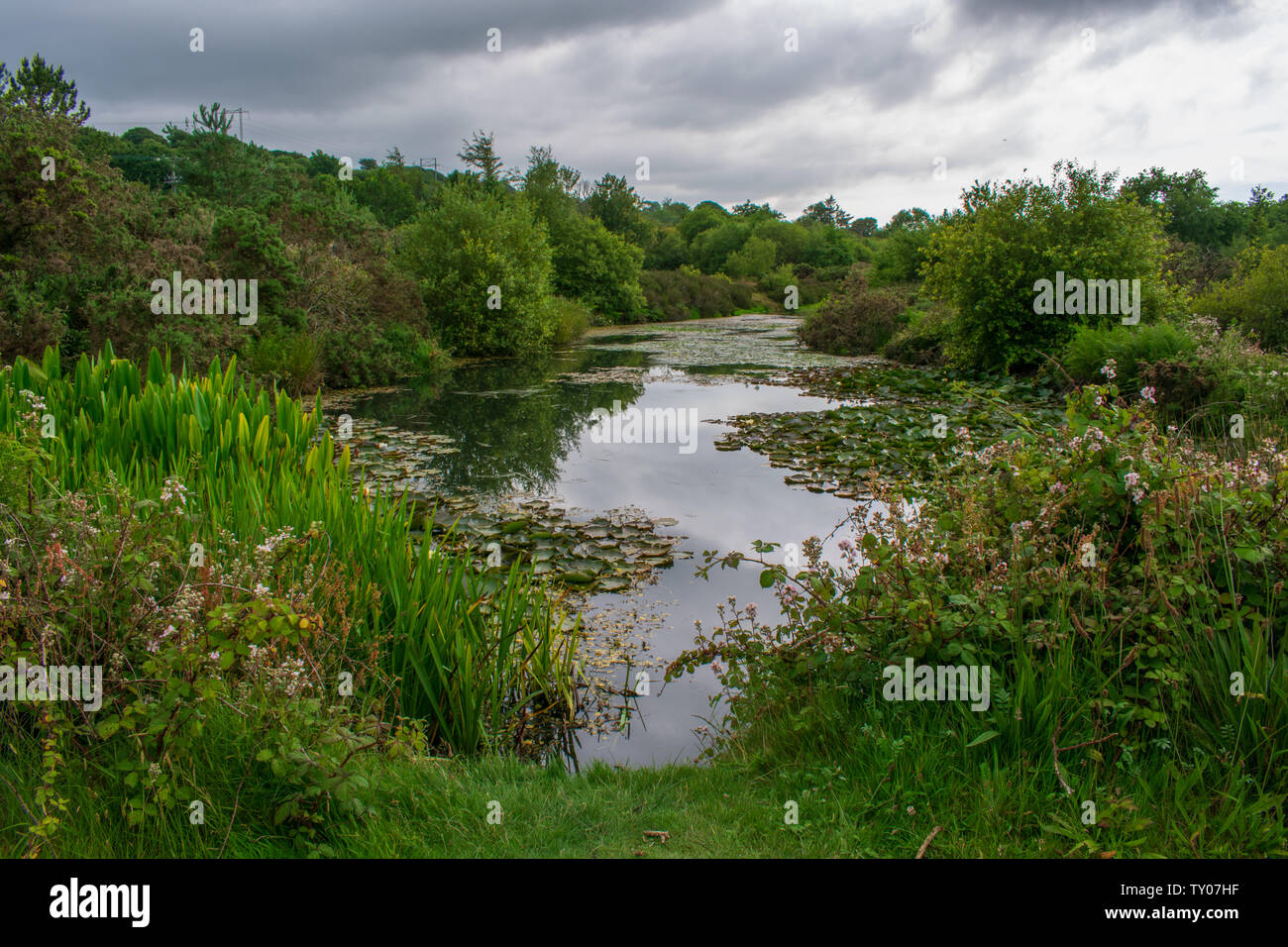Carnon valley nature reserve hi-res stock photography and images - Alamy