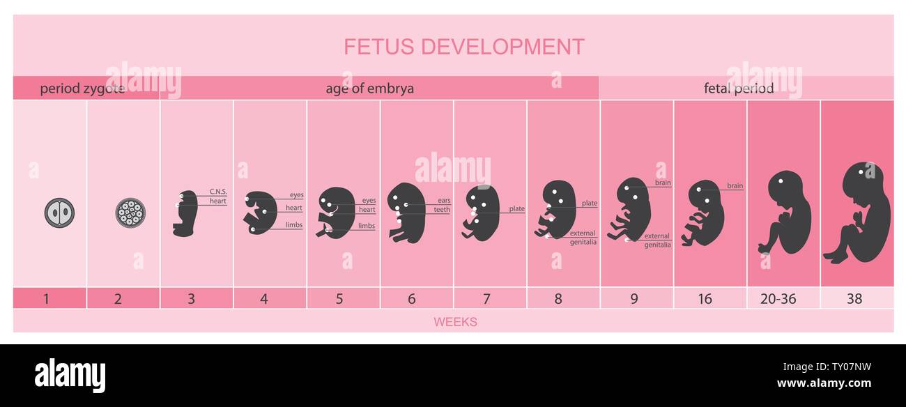 Embryonic Development High Resolution Stock Photography and Images - Alamy