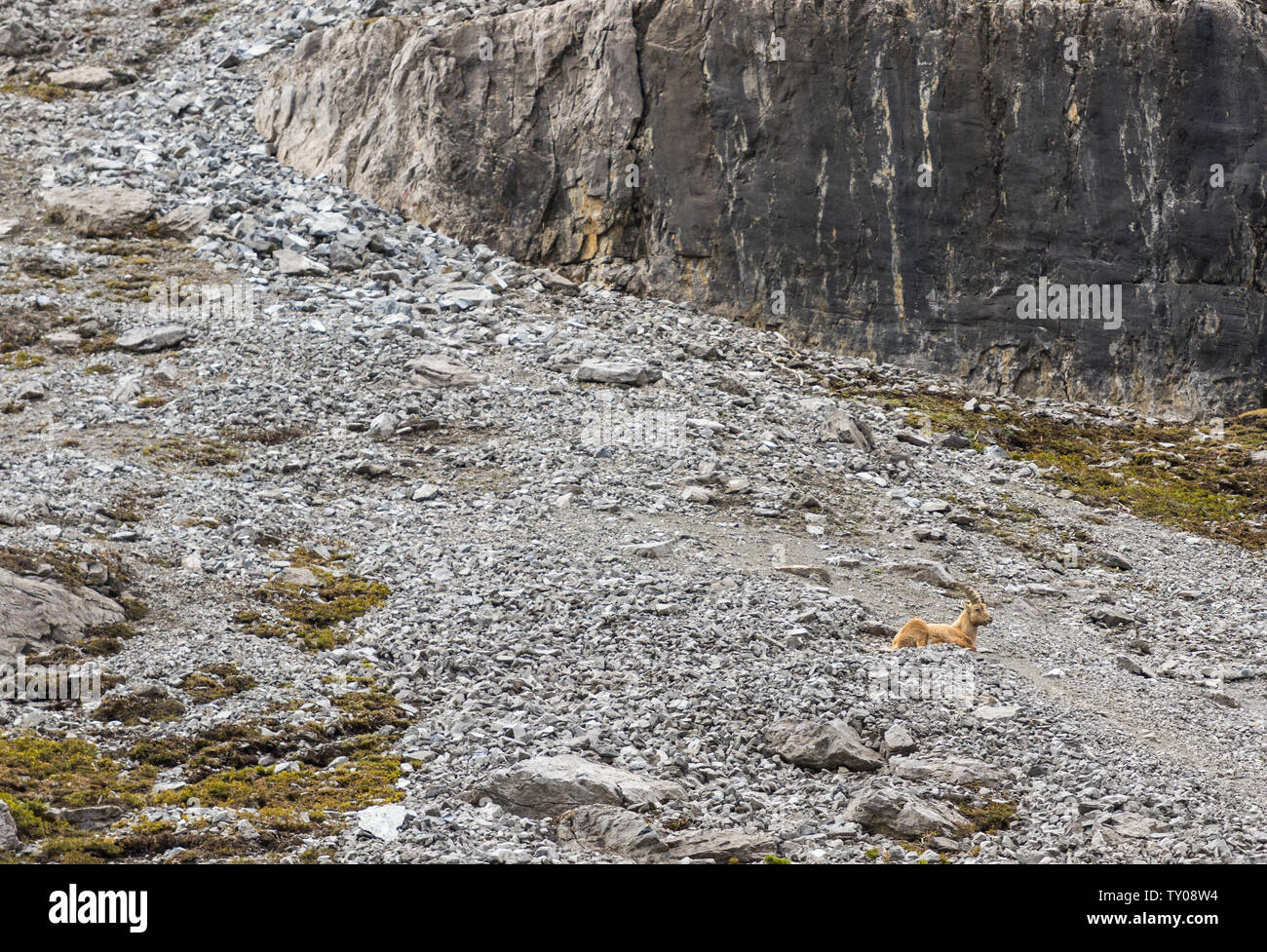 Wild animal on Alps, ibexes on the mountain slope Stock Photo - Alamy
