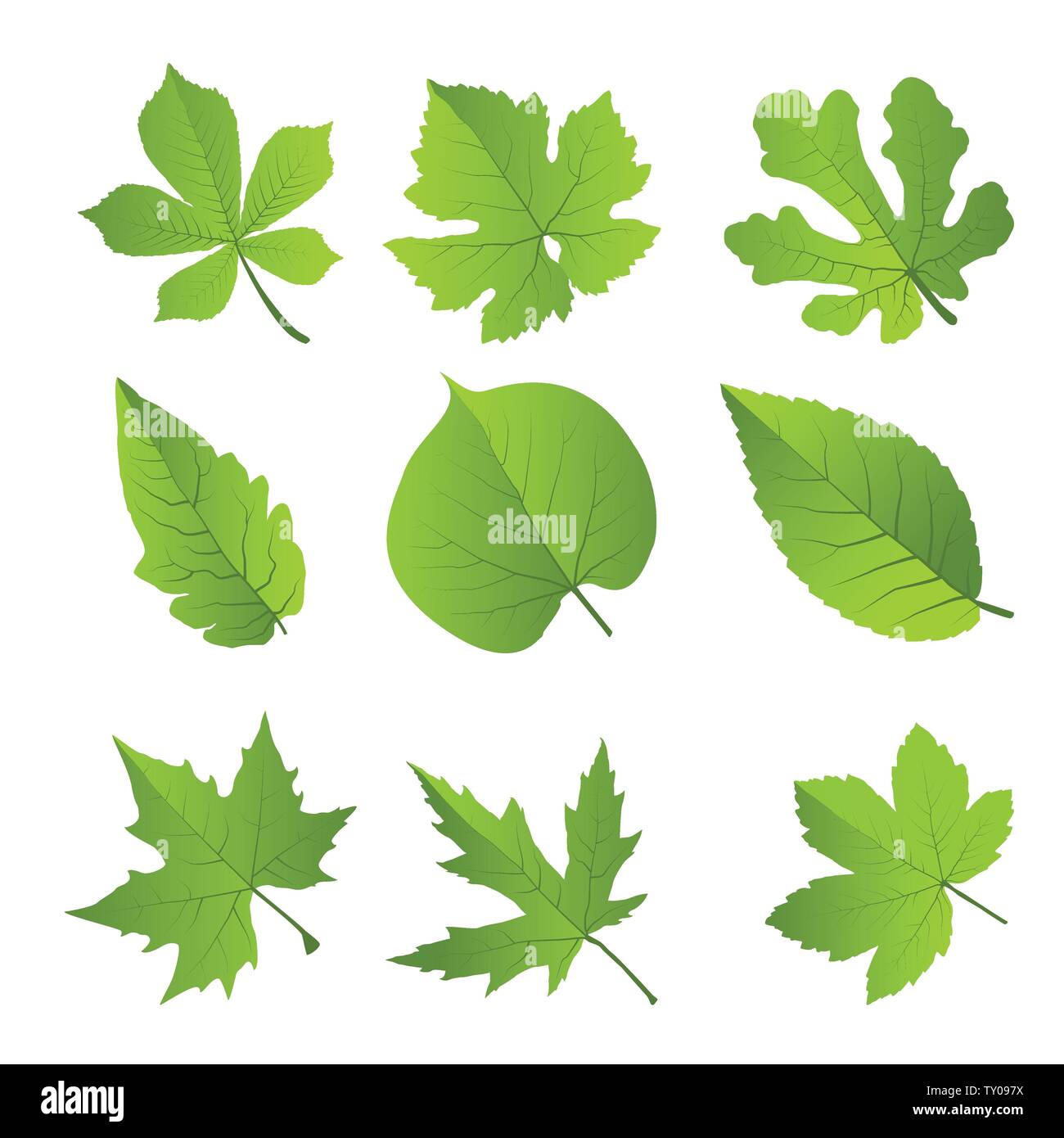 Green leaves set, vector Stock Vector Image & Art - Alamy