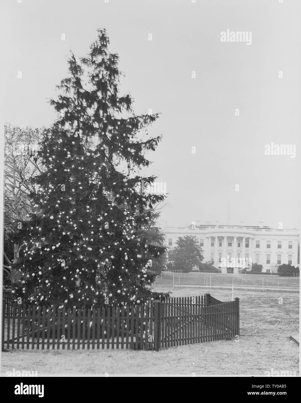 Daytime view of the White House Christmas Tree with the White House in ...
