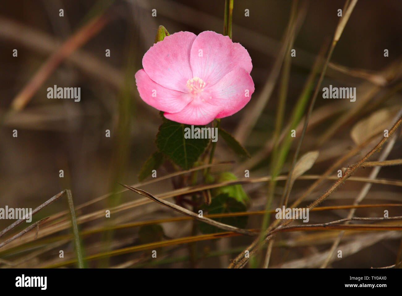 Flower on the cerrado Stock Photo - Alamy