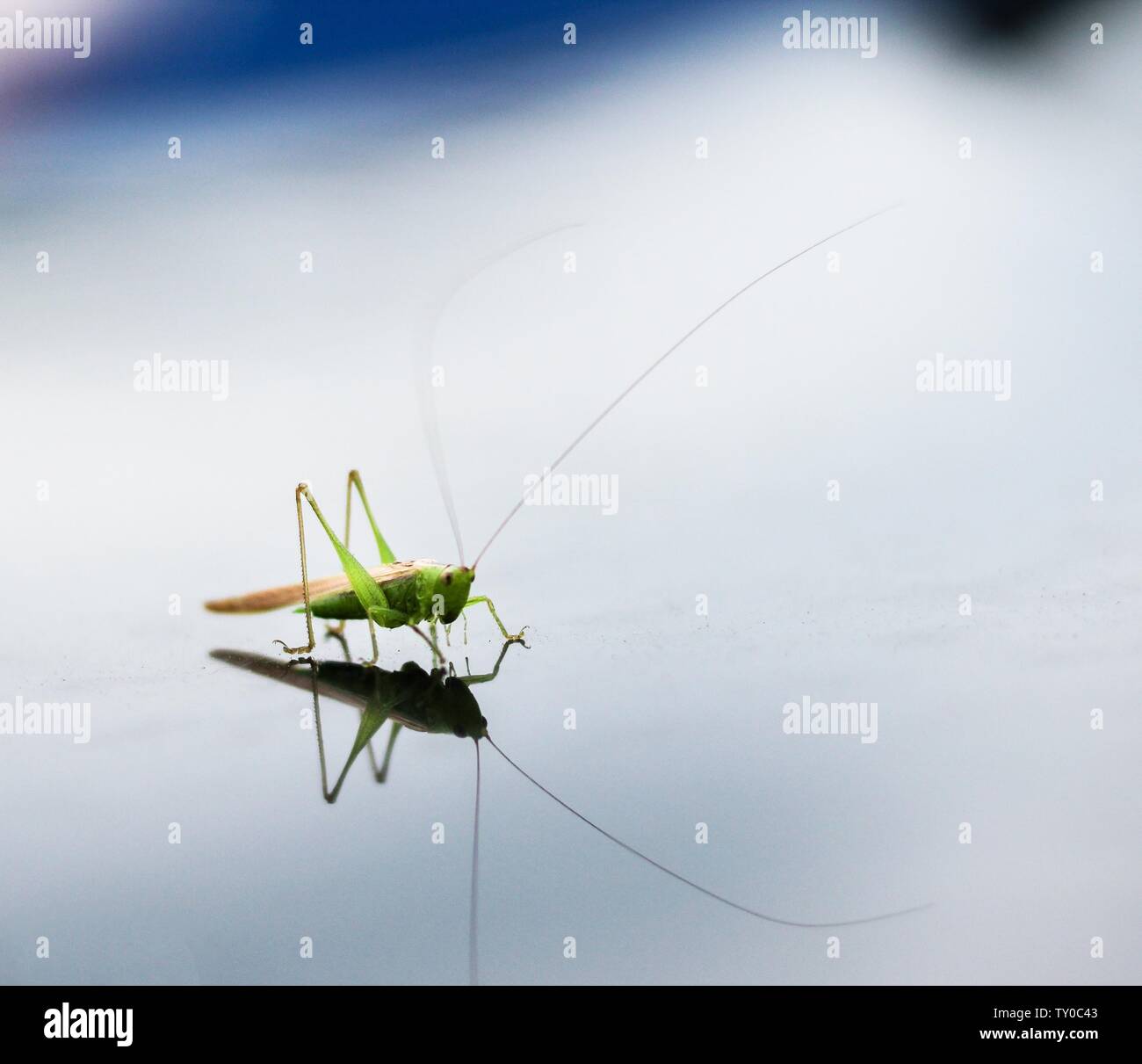Green grasshopper sitting on a water surface Stock Photo - Alamy