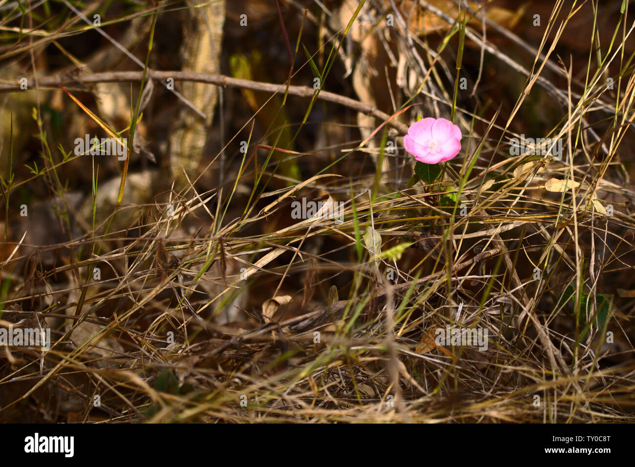 Flower on the cerrado Stock Photo - Alamy