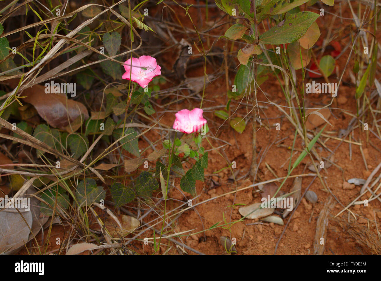 Flower on the cerrado Stock Photo - Alamy