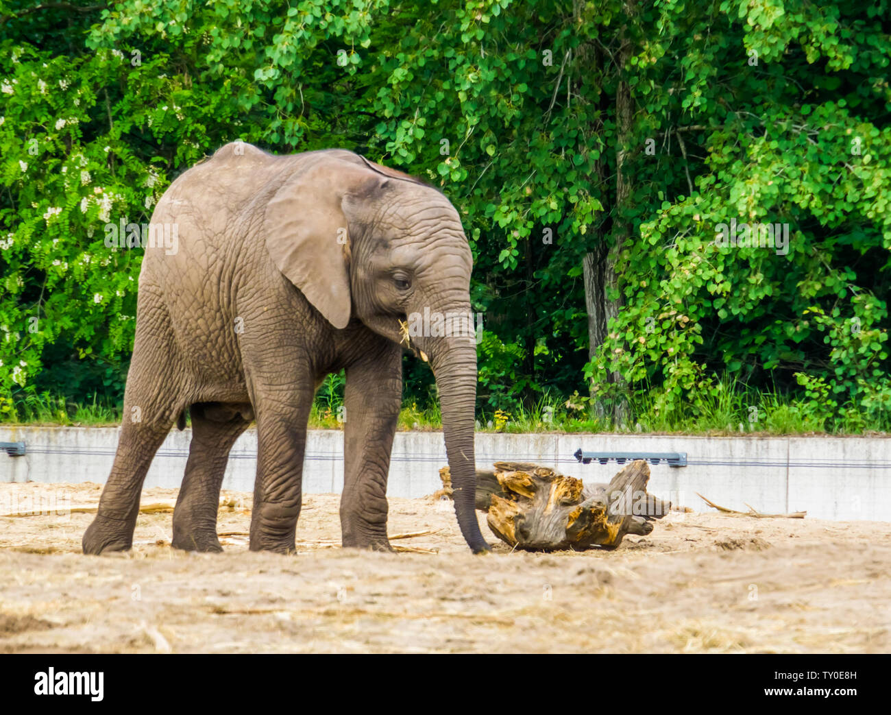 Specie conservation hi-res stock photography and images - Alamy