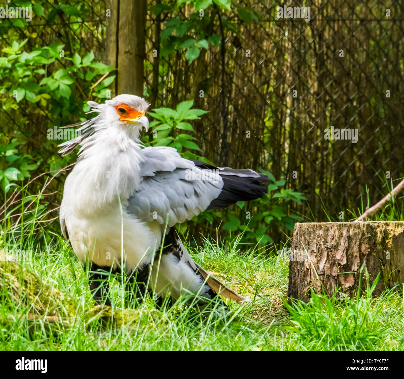 closeup of a secretary bird, Beautiful bird of prey from Africa ...