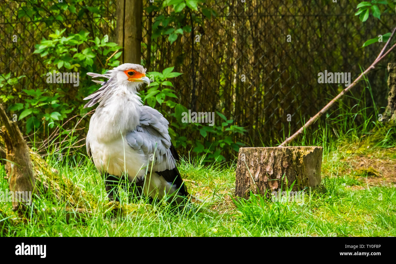 secretary bird in closeup, bird of prey from Africa, vulnerable animal ...