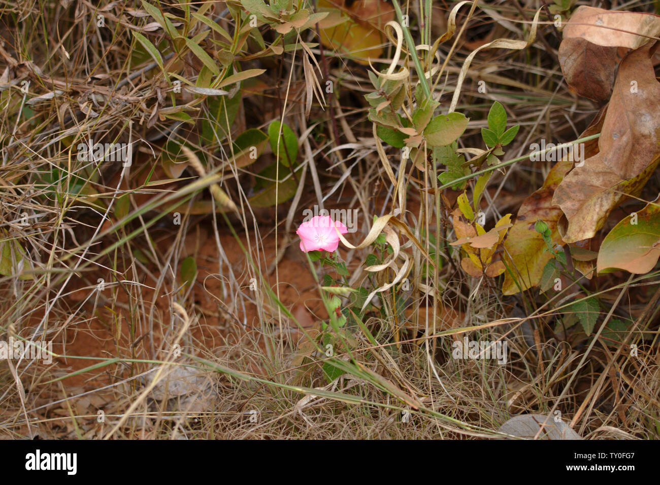 Flower on the cerrado Stock Photo - Alamy