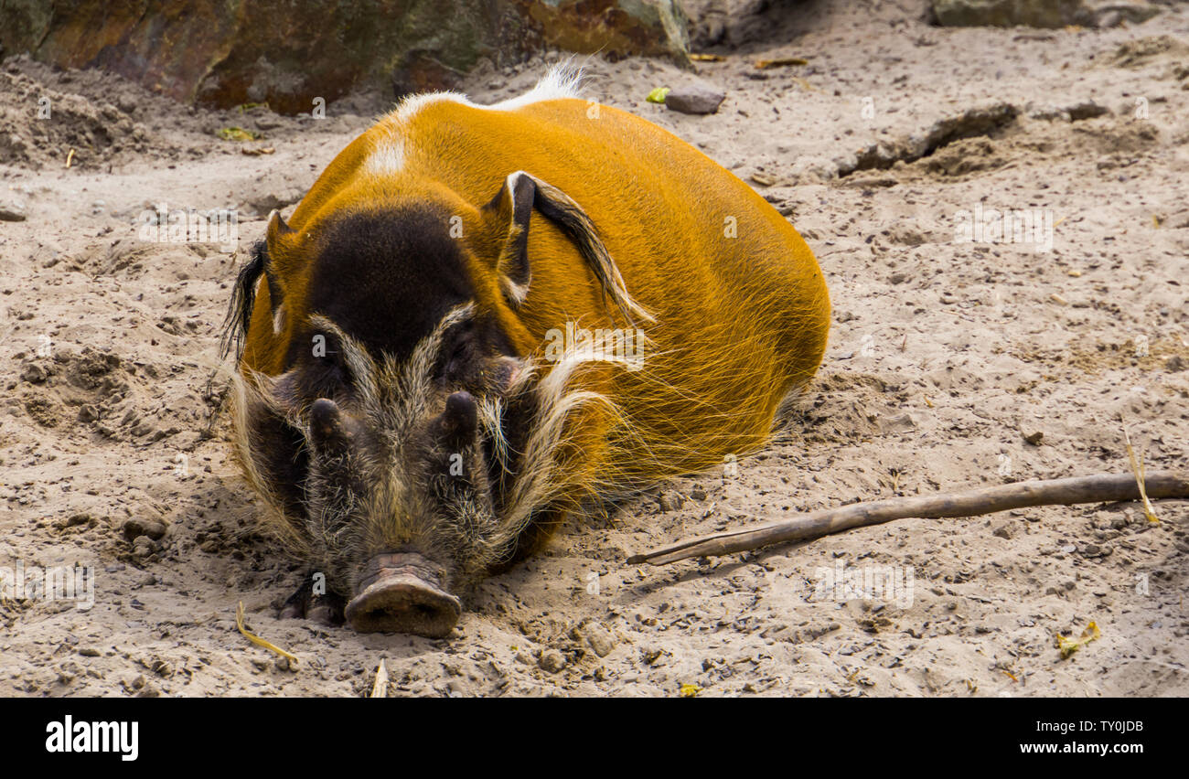 closeup of a sleeping red river hog, tropical wild boar from Africa ...