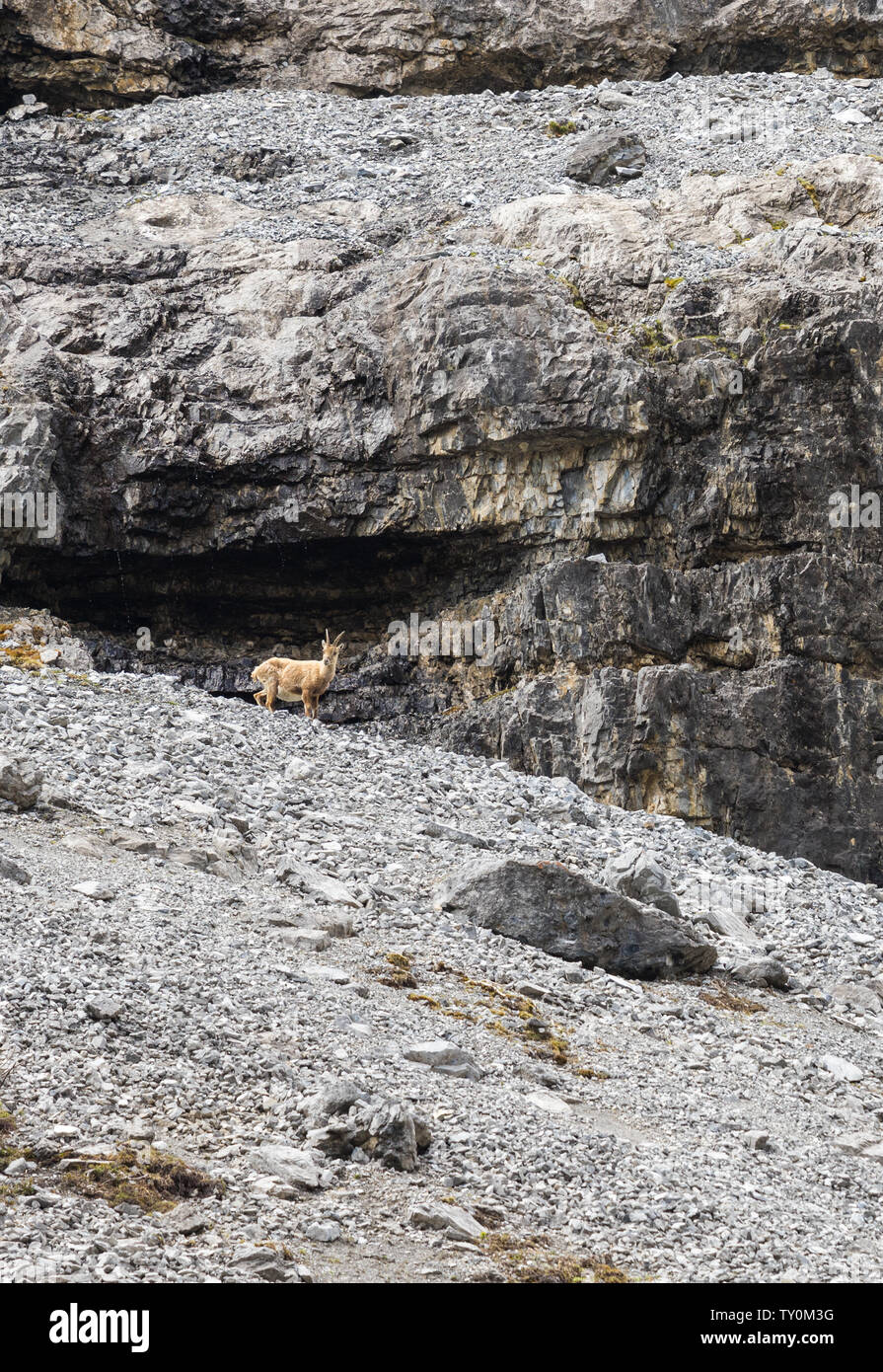 Wild animal on Alps, ibexes on the mountain slope Stock Photo - Alamy