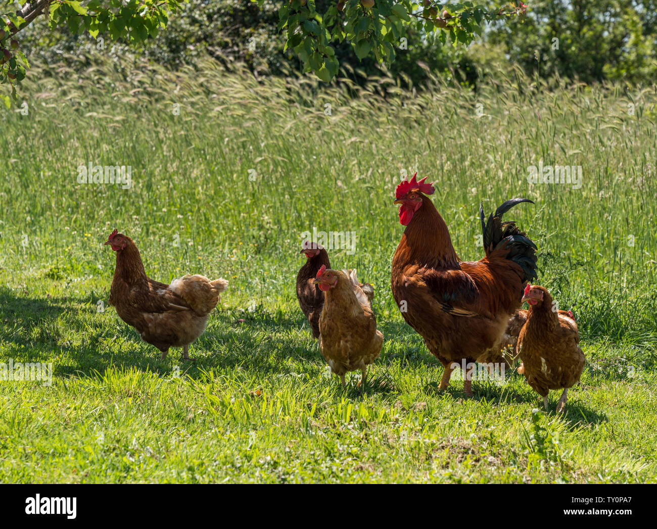 Group chicken cockerel hi-res stock photography and images - Alamy