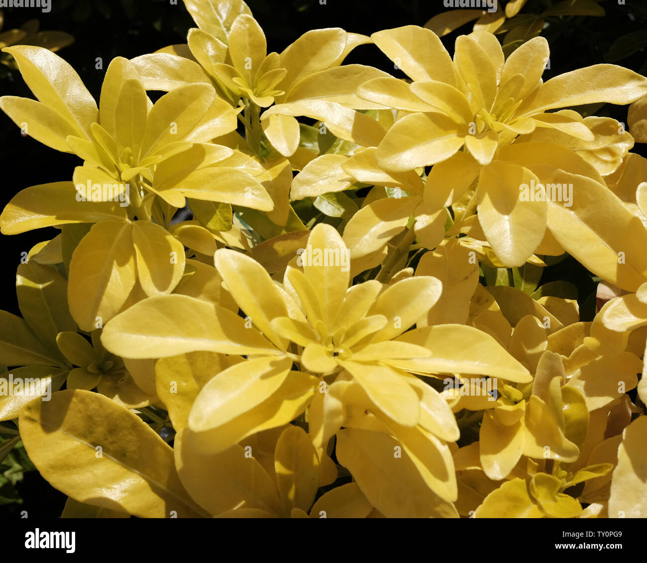 June 2019 - Yellow plant leaves or flowers Stock Photo - Alamy