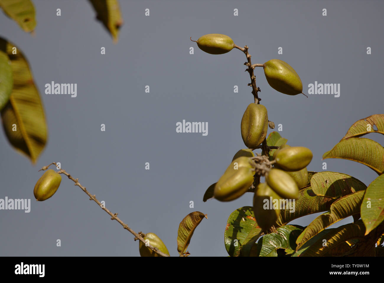 Fruit of cerrado hi-res stock photography and images - Alamy