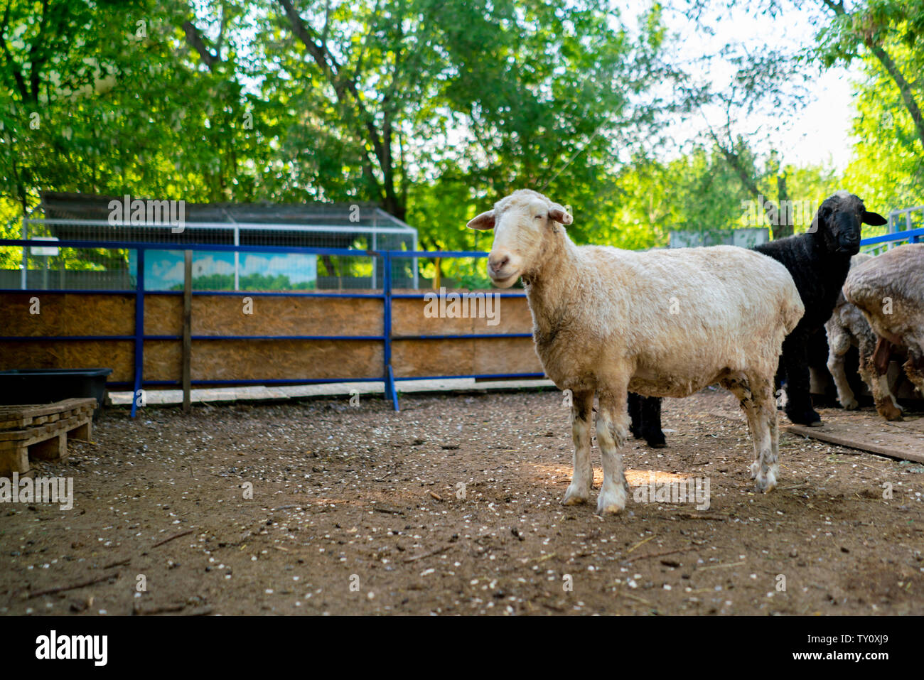 young domestic ram or sheep in a pen at the zoo or farm, spring season ...