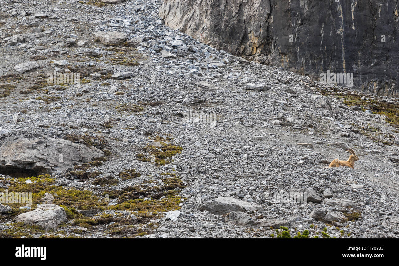 Wild animal on Alps, ibexes on the mountain slope Stock Photo - Alamy